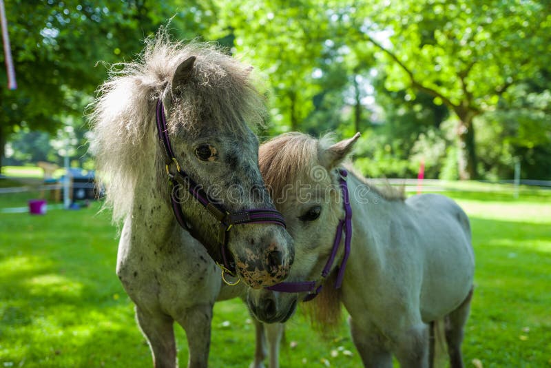Two ponies on green meadow stock photo. Image of animals - 119663614