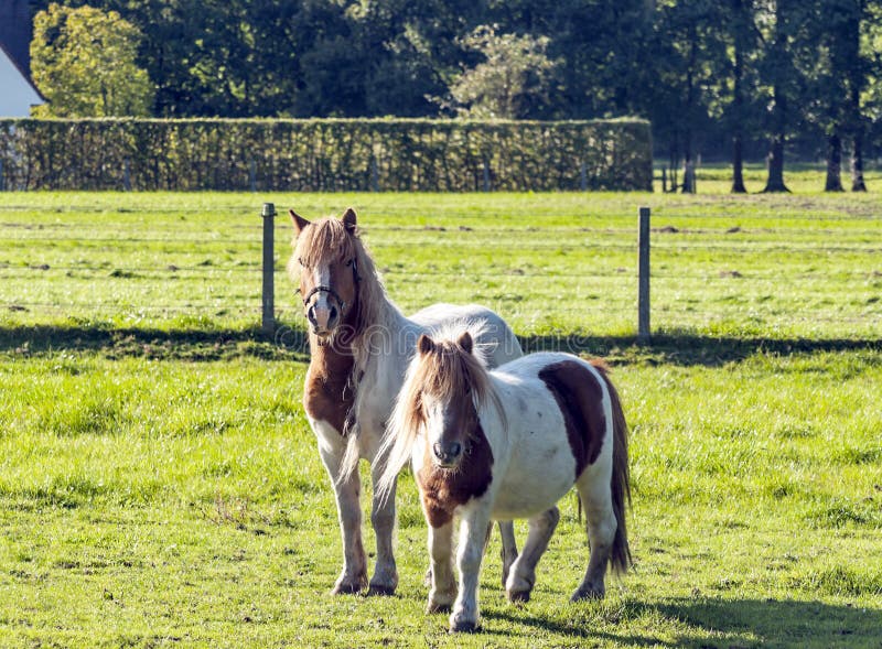 Two ponies stock photo. Image of pair, next, ponies, scenic - 50159246