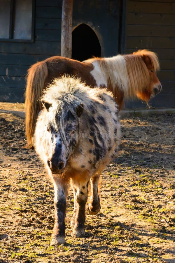 Two ponies in the paddock stock image. Image of outdoors - 88654821