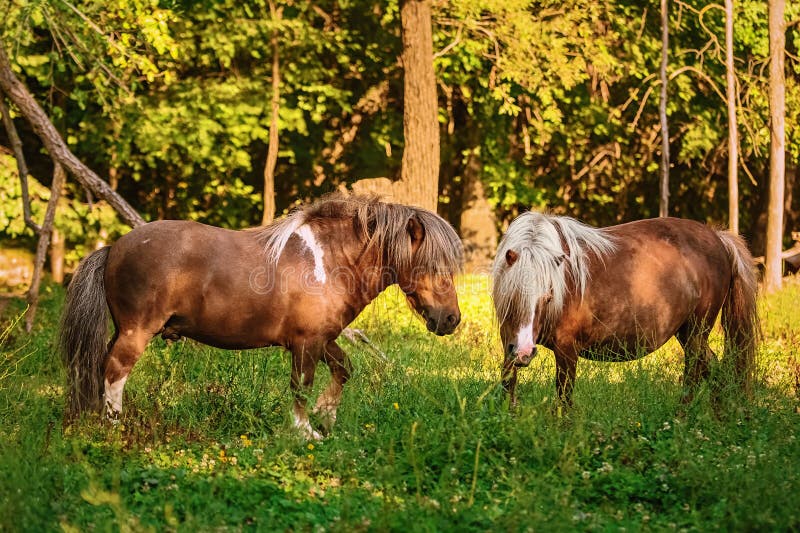 Two ponies on pasture stock photo. Image of small, grass - 143525216