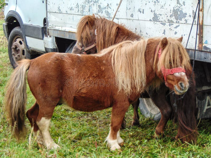 Two Ponies in Romania in Autumn Stock Photo - Image of romania, pony ...