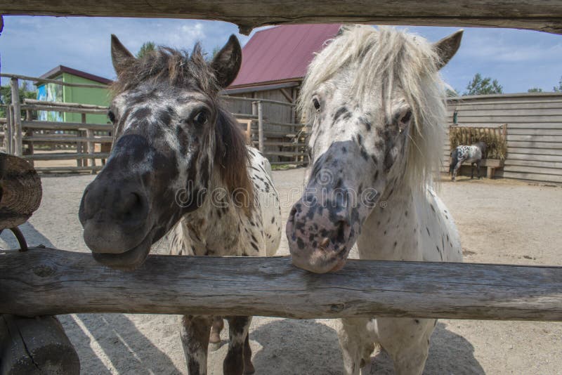 Two ponies are watching stock image. Image of small, white - 96833583