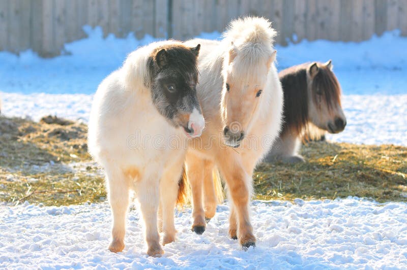 Two ponies in winter stock image. Image of young, season - 17763733