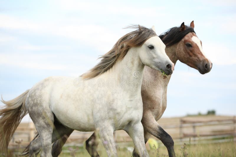 Two Ponnies Together on Pasturage Stock Photo - Image of move, outside ...