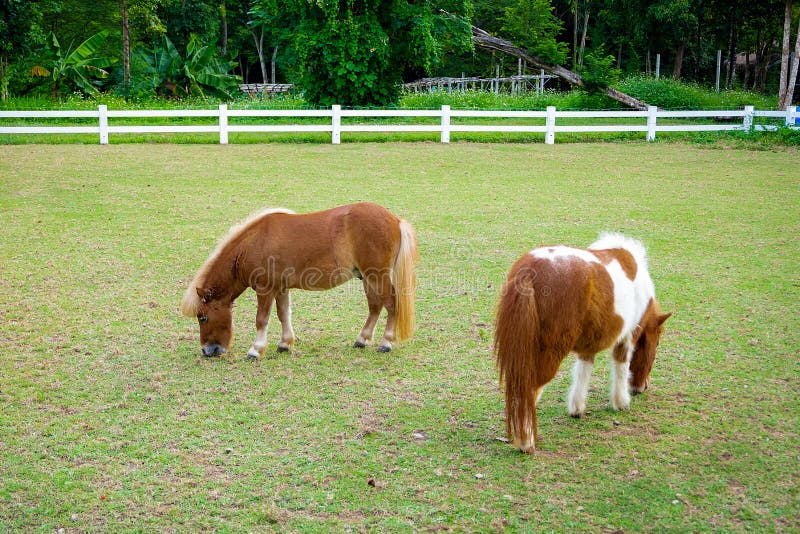 Two Pony in the Meadow. a Pony that Was Born in Thailand Stock Photo ...