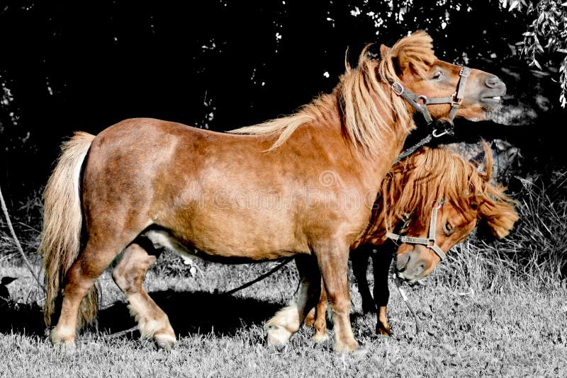 Two pony stock image. Image of family, gentle, meadow - 61585375