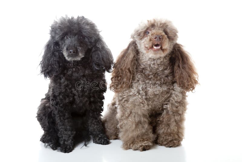 Two best friends. stock image. Image of friends, camera - 81049537