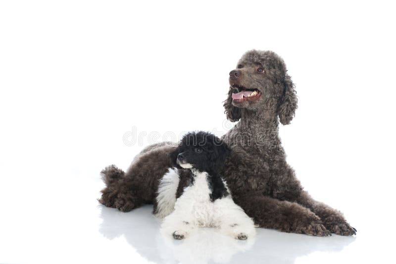 Man two poodles stock image. Image of dogs, happy, poodle - 20529731