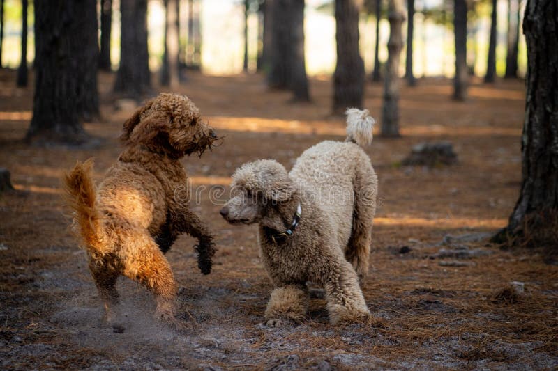 Two Poodles Playing in a Forest with Sunlight Filtering through the ...