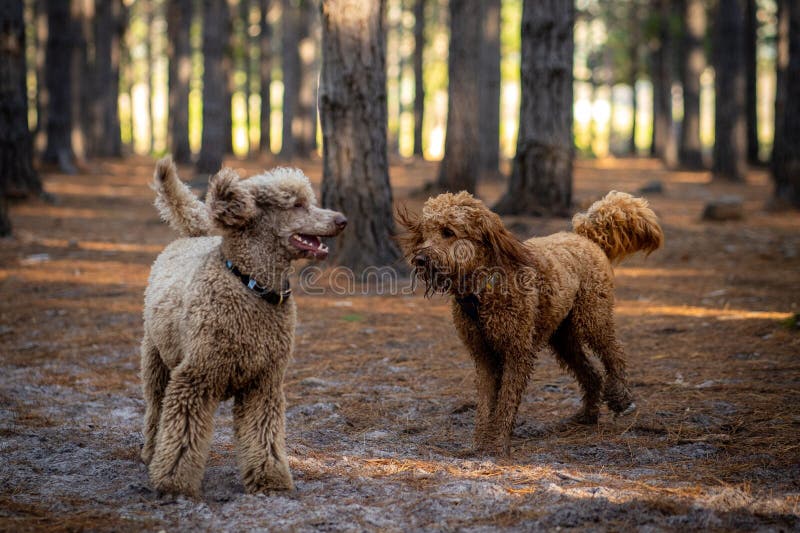 Two Poodles Playing in a Forest with Sunlight Filtering through the ...