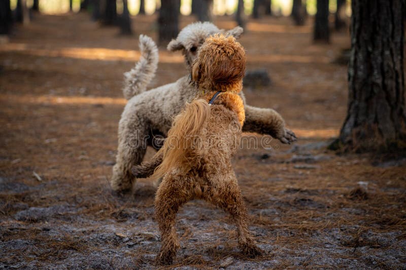 Two Poodles Playing in a Forest with Sunlight Filtering through the ...