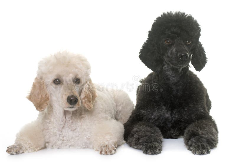 317 Two Poodles Stock Photos - Free & Royalty-Free Stock Photos from ...