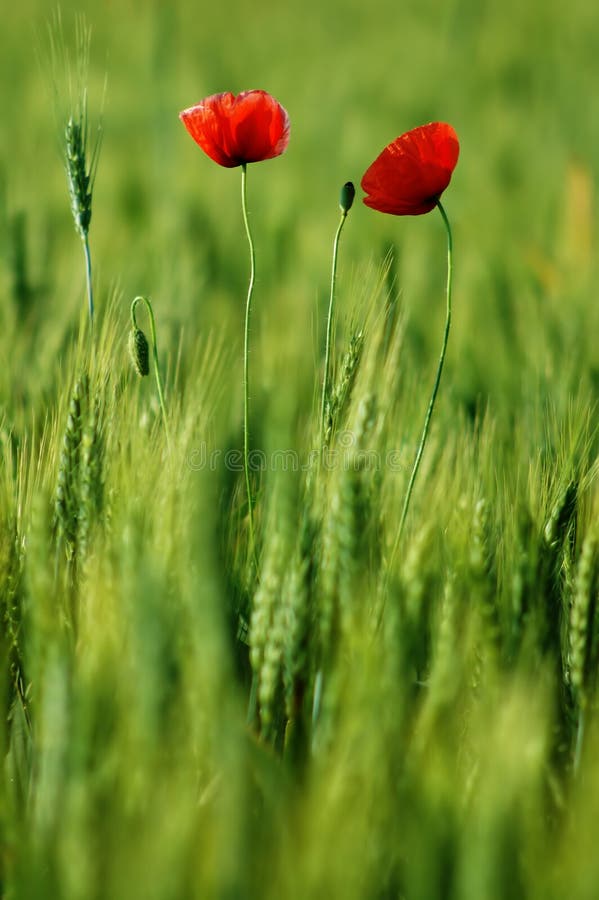 Two poppies stock photo. Image of crop, countryside, agriculture - 1665202
