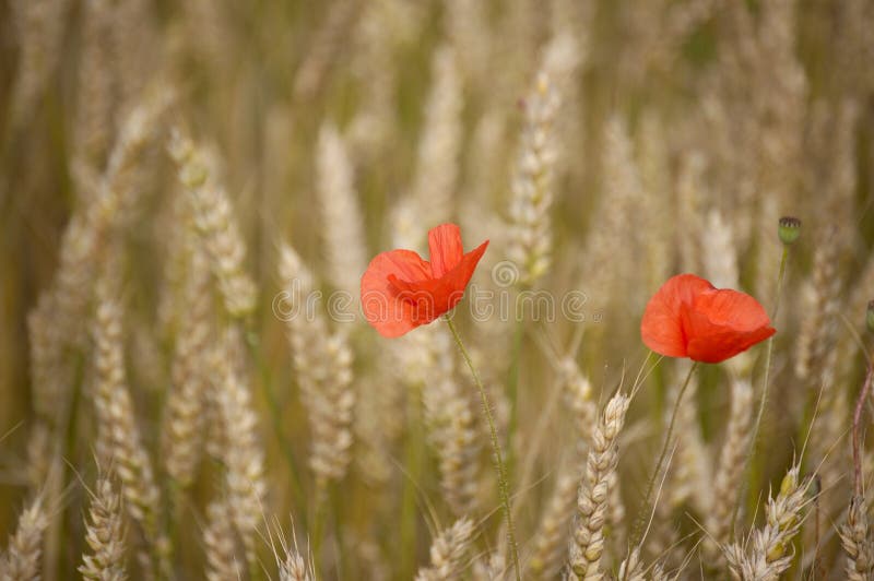 Two poppies in a field stock photo. Image of space, country - 9630306