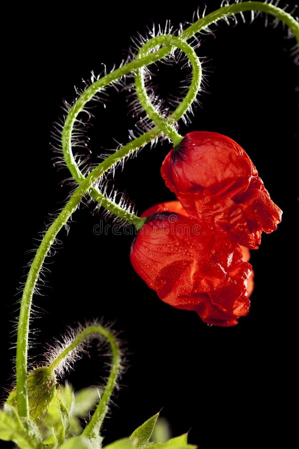 Two poppy flowers entwined stock image. Image of poppy - 14927439