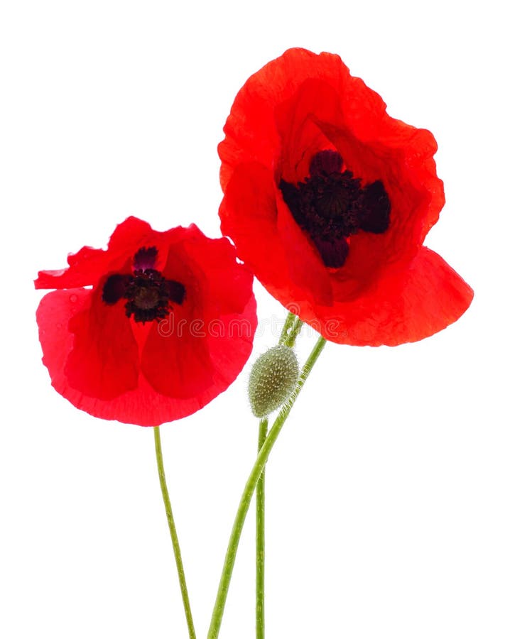 Two poppy flowers stock photo. Image of poppy, petal - 216071980