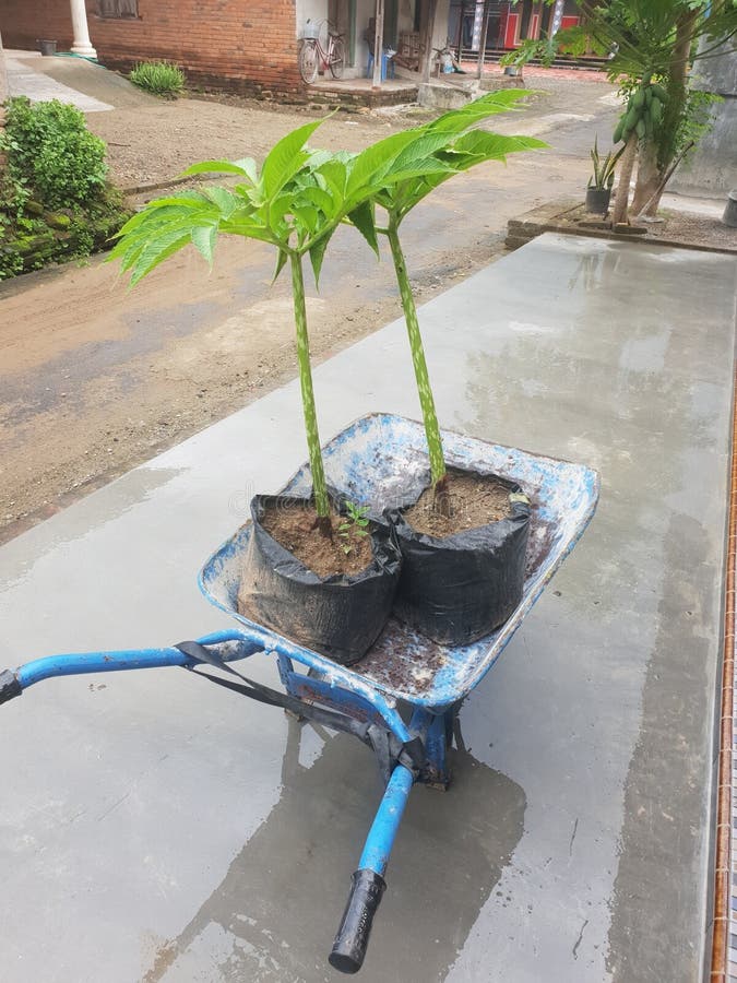 Two Porang Trees Large Enough To Be Planted? Stock Photo - Image of ...