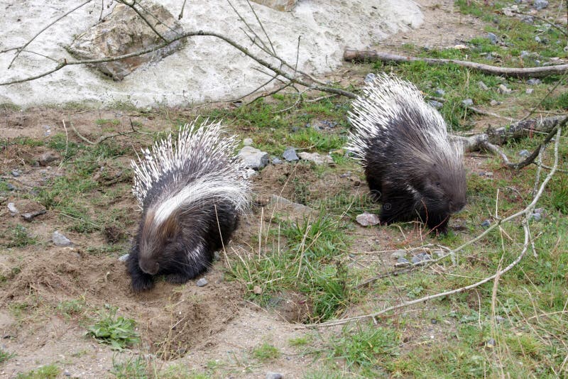 534 Porcupines Stock Photos - Free & Royalty-Free Stock Photos from ...