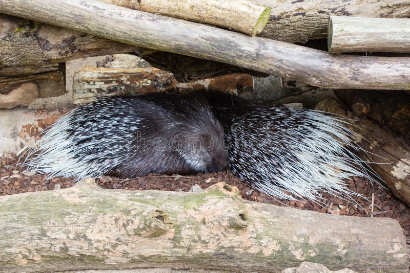 Two Porcupines Sleeping among Wooden Logs Stock Photo - Image of large ...