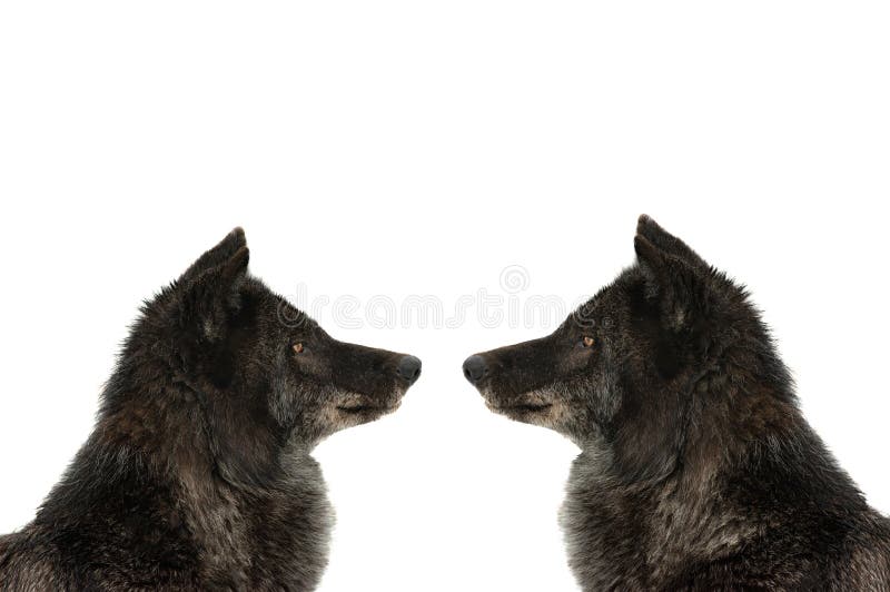 Two Portrait of Canadian Black Wolf Isolated on White Background Stock ...