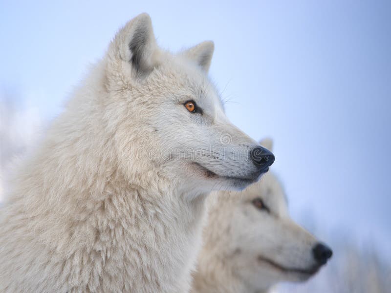 Polar Wolf Isolated on White Stock Photo - Image of natural, high ...
