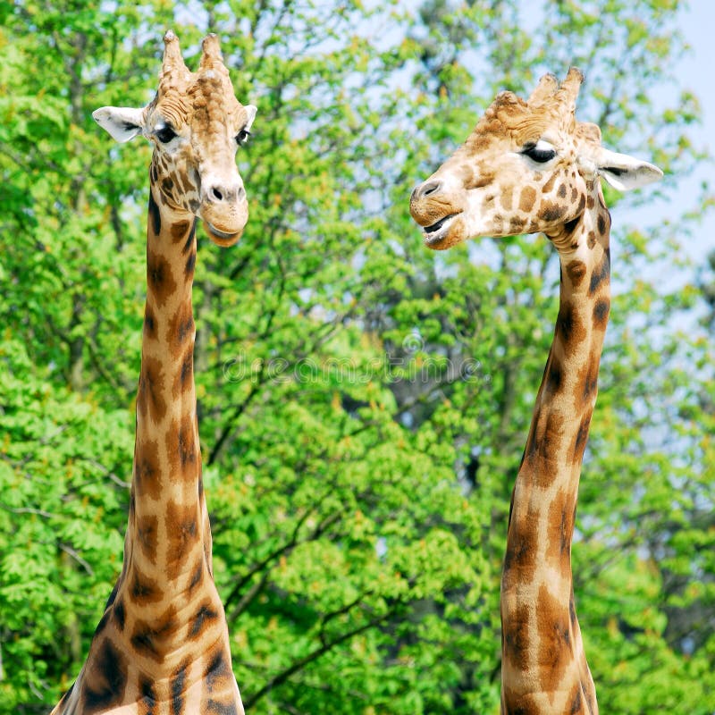 Two portraits of giraffes stock image. Image of giraffe - 13643111