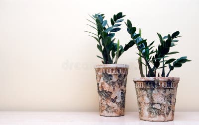 Two pot plants stock image. Image of space, stand, sculptured - 2086381