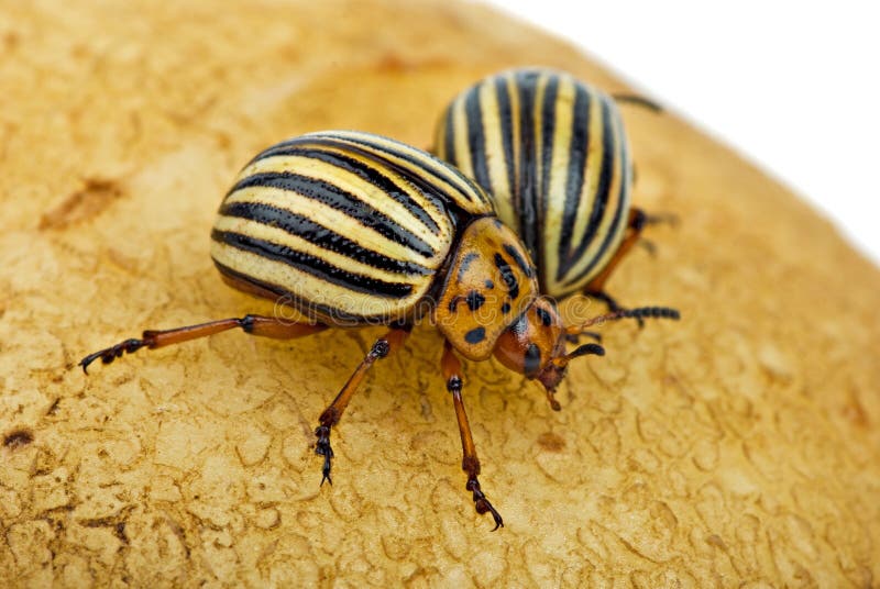Two Potato Bugs on the Potato Stock Photo - Image of leptinotarsa ...