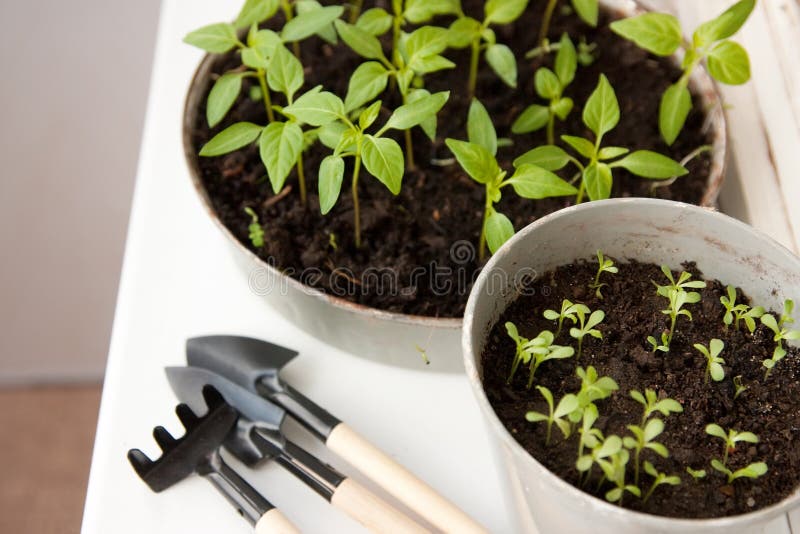 Two pots with seedlings stock image. Image of gardening - 37443755