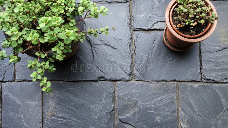 Two Potted Plants on a Dark Slate Patio Stock Illustration ...