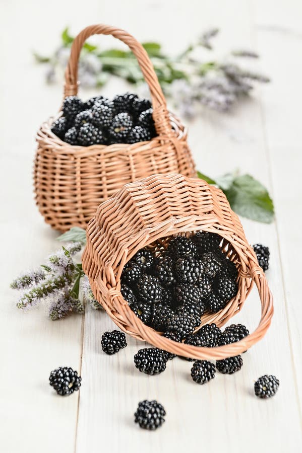 Two Pottles of Fresh Backberry Stock Image - Image of mellow, dewberry ...