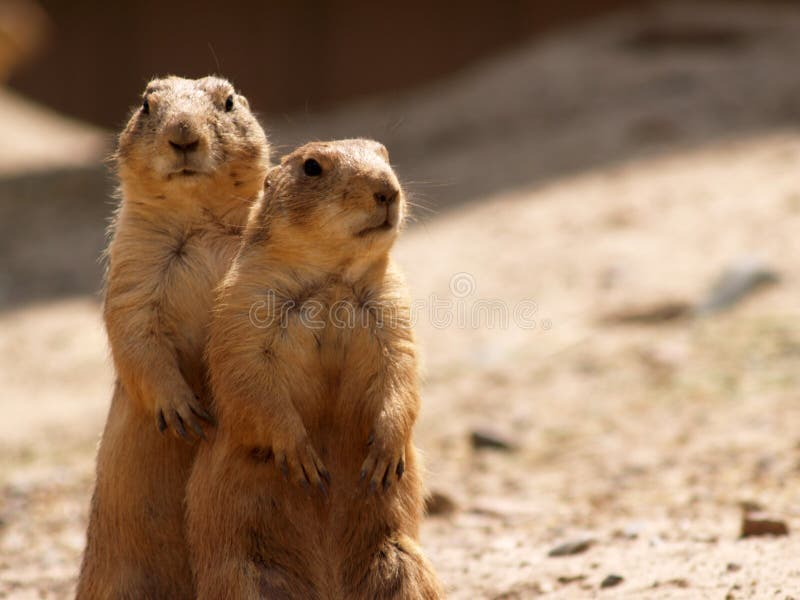Prairie dogs stock photo. Image of prairie, look, stare - 942154