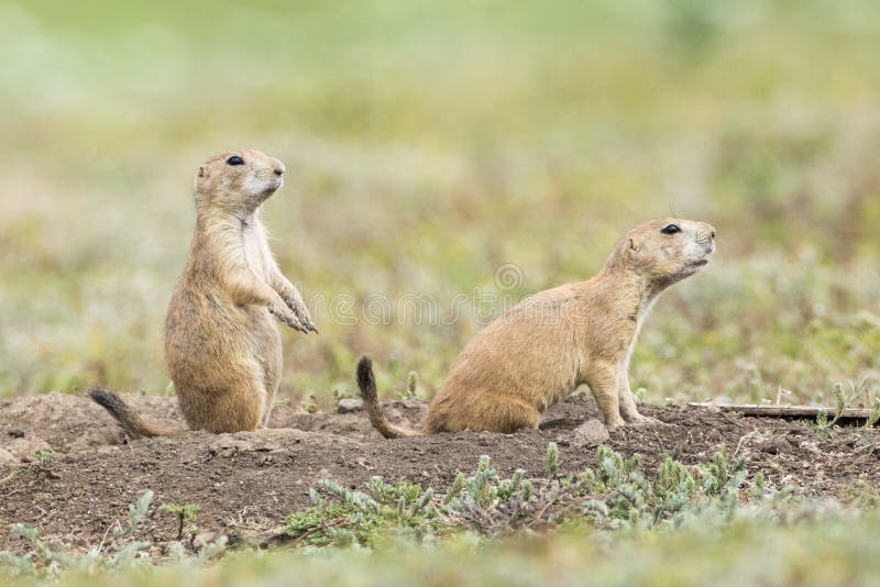 Two prairie dogs on alert stock photo. Image of nature - 82901544