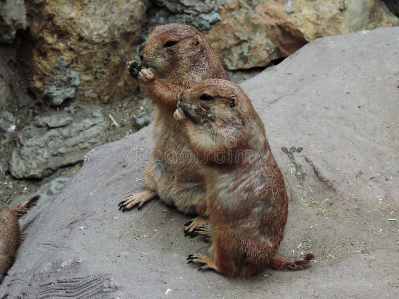 Two Prairie Dogs Eating with Their Hands Stock Image - Image of nature ...