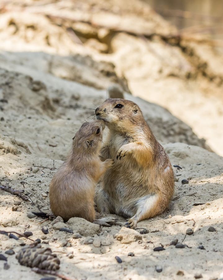Kissing prairie dogs stock image. Image of small, sweet - 112669737