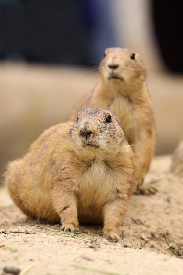 Prairie Dog Standing In The Sand Stock Photo - Image of prairie, brown ...