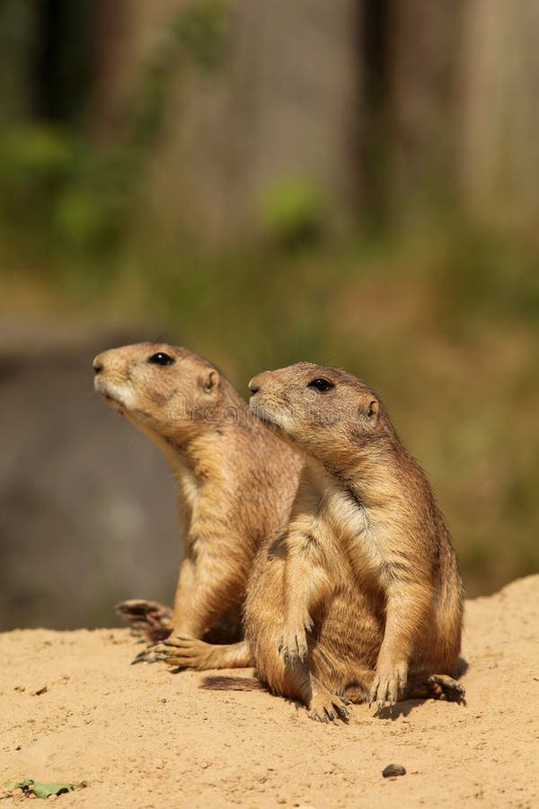 Two dancing prairie dogs stock photo. Image of togetherness - 11048300