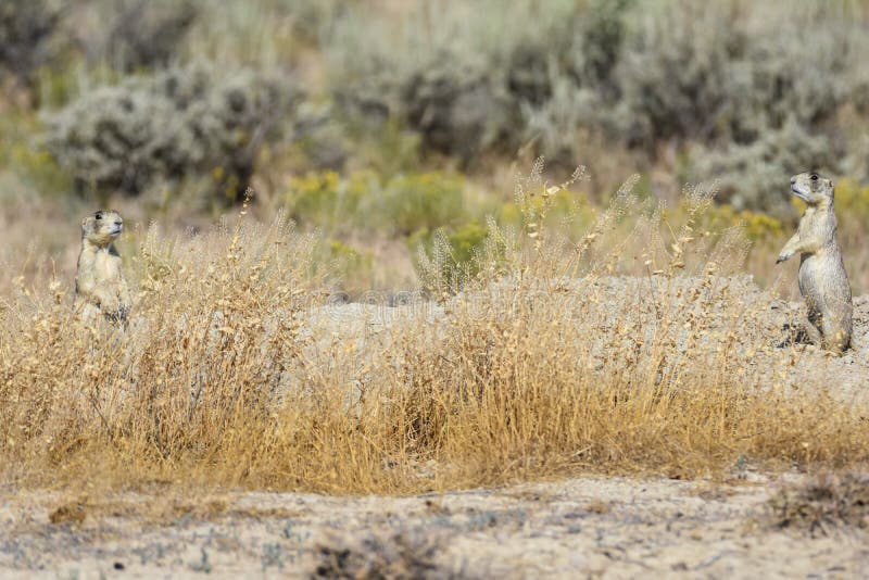 Two Prairie Dogs stock photo. Image of rural, sagebrush - 94489848