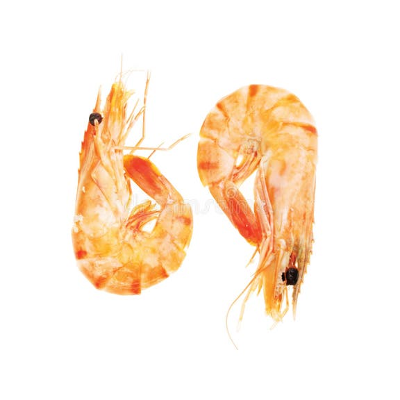 Two prawns stock photo. Image of food, prawn, shell, seafood - 13052326