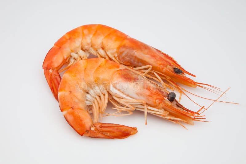 Two prawns stock photo. Image of crustacean, fresh, boiled - 24774176