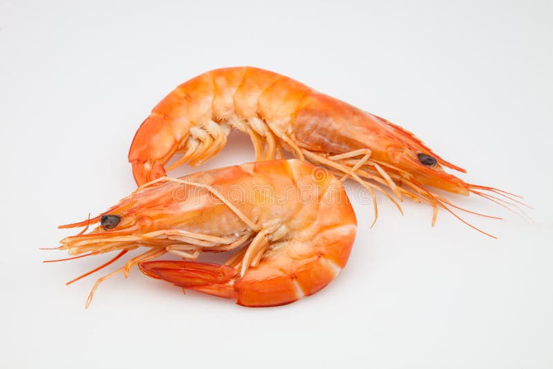 Two prawns stock photo. Image of crustacean, nutrition - 24774186