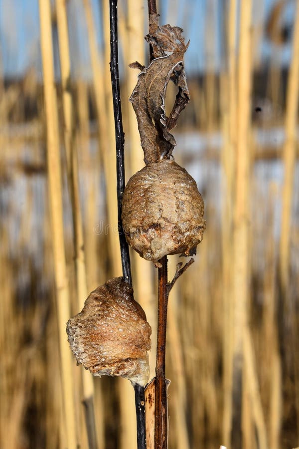 Two Praying Mantis Nests, One Facing Forward and Another Sideways ...