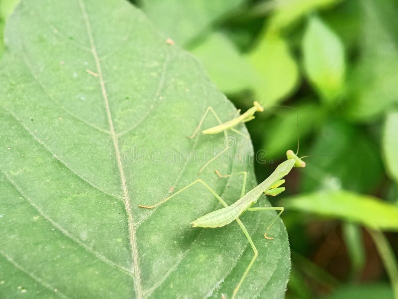 Two Praying Mantises on a Green Leaf, Both Looking Down Stock Image ...