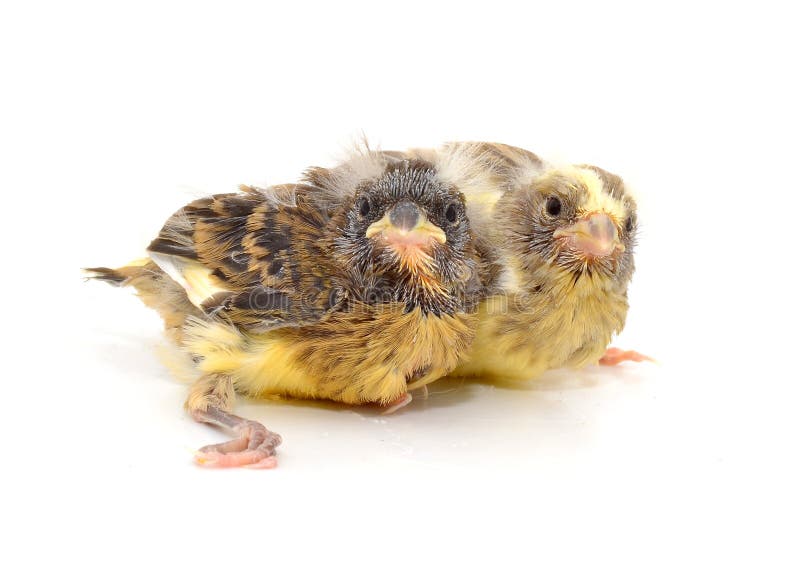 Baby Canaries Stock Photos - Free & Royalty-Free Stock Photos from ...