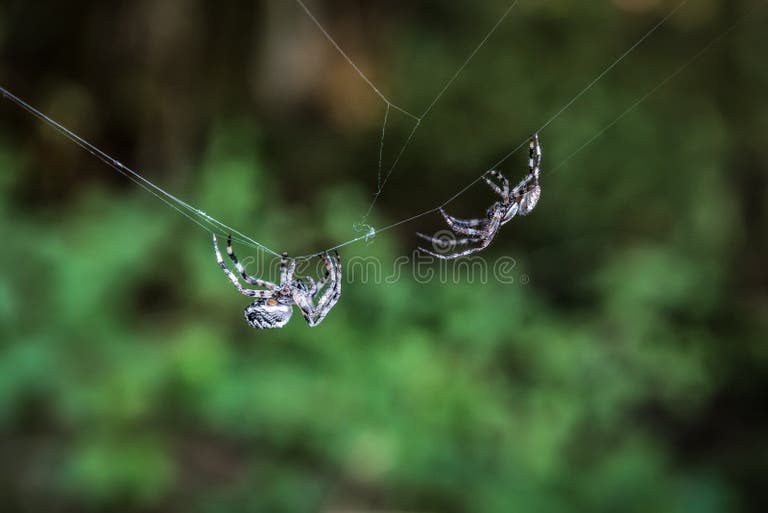 Two Garden Spiders Fighting on the Web Stock Image - Image of horrible ...