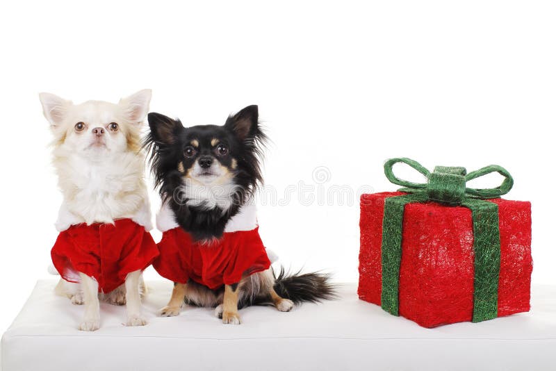 Two Pretty Dogs in Christmas Costume beside Gift Stock Photo - Image of ...
