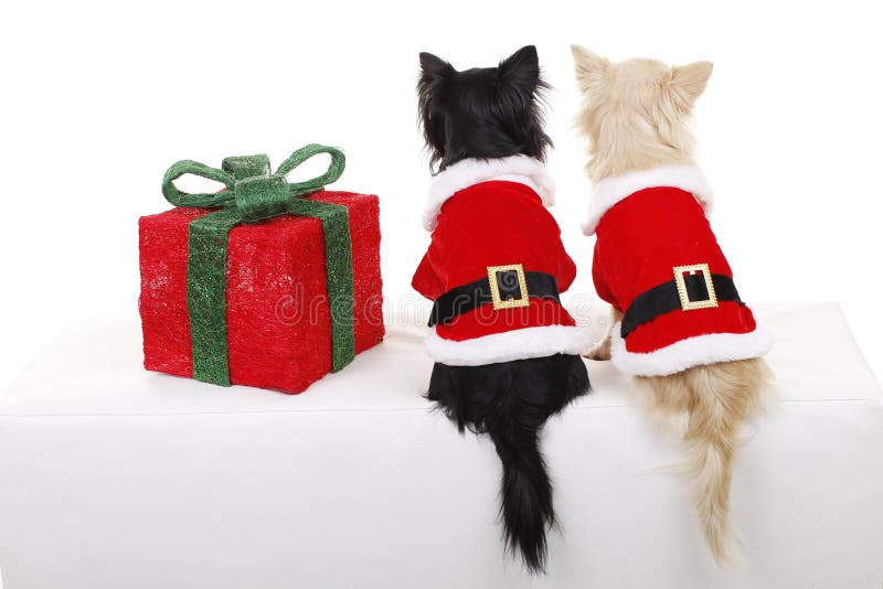 Two Pretty Dogs in Christmas Costume from Rear Stock Image - Image of ...