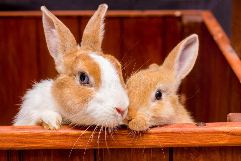 Two Pretty Fluffy Rabbits, Mom and Baby, Look Out of the Cage_ Stock ...