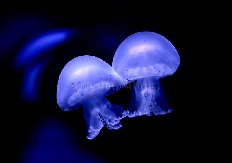 Two Pretty Jellyfish Underwater Sea.two Pretty Jellyfish Underwater Sea ...