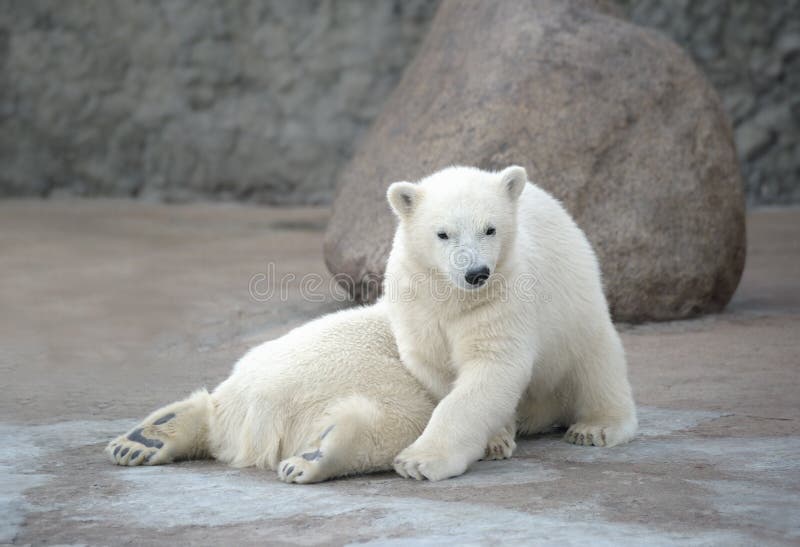 Two pretty polar bears stock image. Image of rest, protect - 14515303